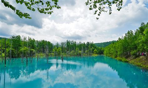라쿠투어 북해도 삿포로 비에이 And 후라노 베스트 코스 일일 버스투어 선착순 특가