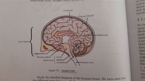 Figure Human Brain Study The Labelled Diagram Of The Human Brain We