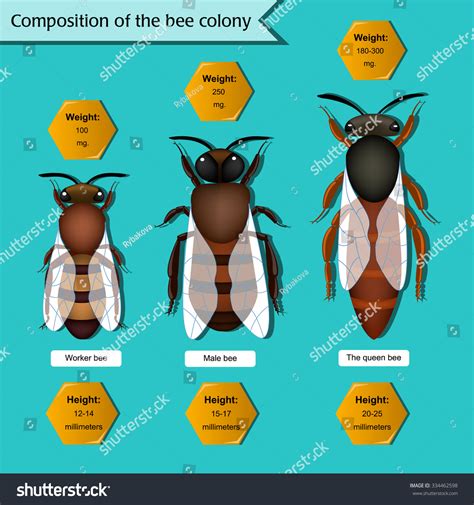 Information Poster On Composition Bee Colony Stock Vector Royalty Free Shutterstock