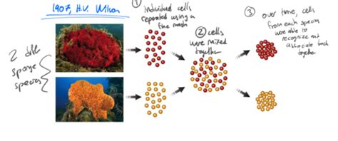Bio2b03 Module 8 P1 P2 Lecture Flashcards Quizlet