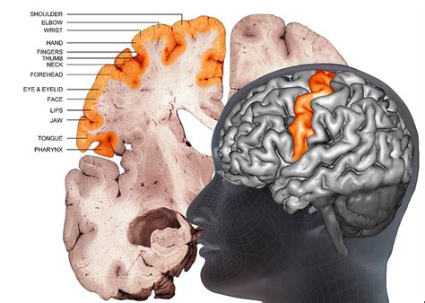 Cerebral Cortex Funksjon