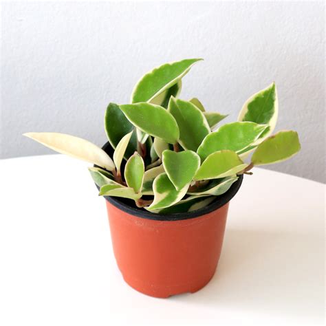 마이플랜트 호야 공기정화식물 공중식물 행잉 넝쿨 덩굴 키우기쉬운 식물 마이플랜트 위시버킷