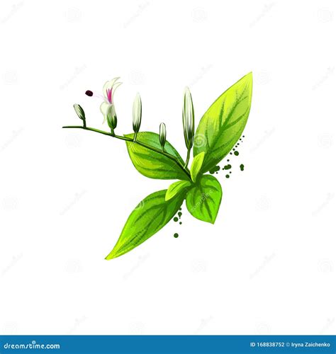 Kalmegh Andrographis Paniculata Ayurvedic Herb Flower Digital Art Illustration With Text