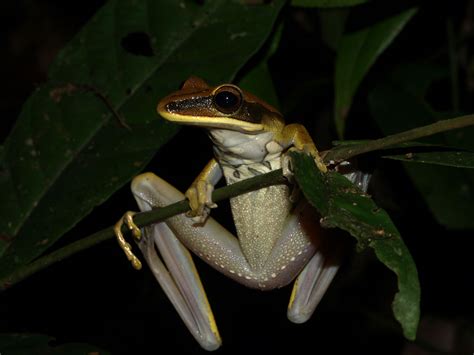 Conservacion Privada Fotos De Anfibios Y Reptiles De Los Mas Comunes