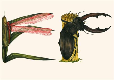 This Insect Alphabet Took Me 2 Years To Complete Bored Panda