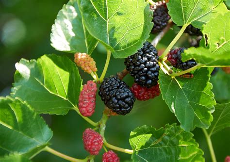 Mulberry Tree Alabama