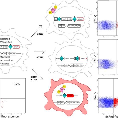 Generating Combinatorial Diversity Of Chromosomal Rearrangements Using Download Scientific