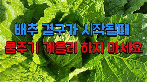 김장배추34일차 ️김장배추 결구가 시작될때 해충관리와 충분한 물공급이 중요합니다 ️ 한번줄때 흠뻑 주세요 Youtube