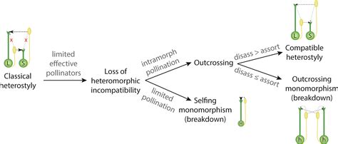 Diverse Mating Consequences Of The Evolutionary Breakdown Of The Sexual Polymorphism Heterostyly