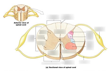 Anterior View Of Spinal Cord Diagram Quizlet