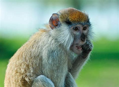 Primates Old World Patas Monkey Erythrocebus Patas Artofit