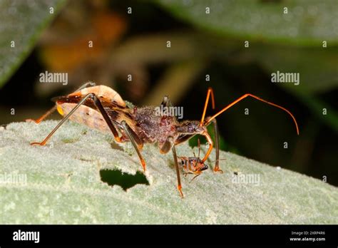 Adult Common Assassin Bug Pristhesancus Plagipennis With Prey