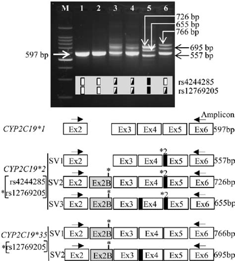 Structure Of Alternative Cyp2c19 Mrnas In Livers With Rs4244285 And Download Scientific Diagram
