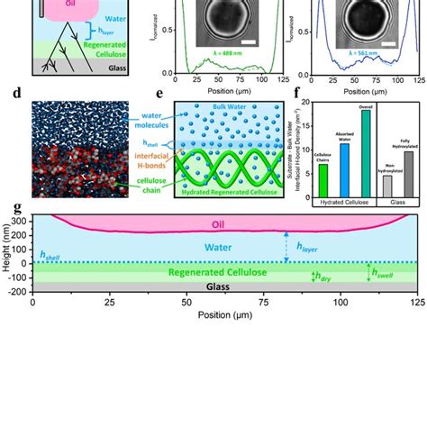 A C Dual Wavelength Confocal Reflection Interference Contrast