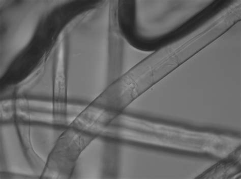 图片集—水中的纸纤维图片toupcam专业相机