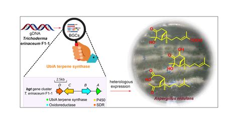 Genome Mining Of The Marine Derived Fungus Trichoderma Erinaceum F1 1 Unearths Bergamotene Type