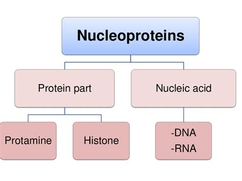 Nucleoproteins Biochemistry