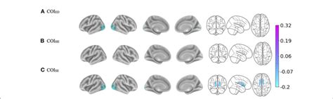 A C Visualization Of The Brain Regions That Showed Significant