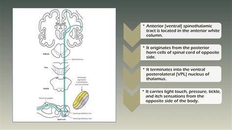Anterior Spinothalamic Tract Physiology 1 Pptx