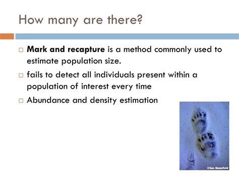 Ppt Mark Recapture Powerpoint Presentation Free Download Id 4816422