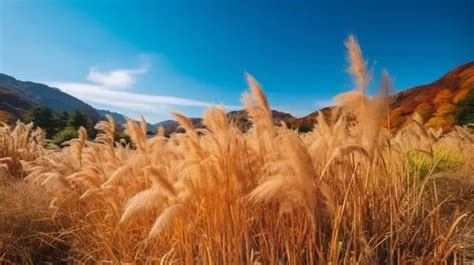 산에 갈대 고속도로 전망 가을 Png 일러스트 및 이미지 에 대한 무료 다운로드 Pngtree