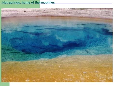 [micro] Classification Of Prokaryotes Ppt
