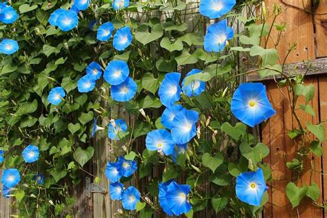 «Зефирин друэн»