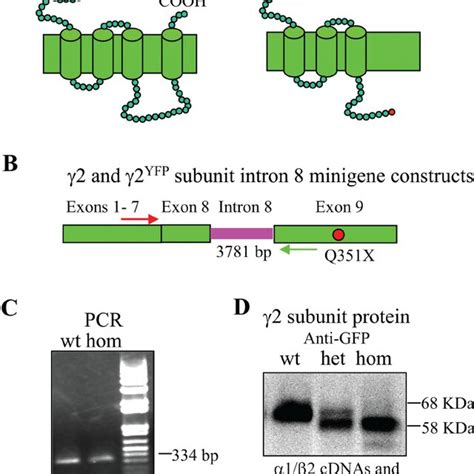 Mutant Mrna And Truncated Protein Were Produced From The γ 2 Q351x Download Scientific Diagram