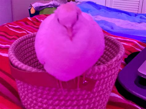 Unidentified Round Orb Rpetdoves