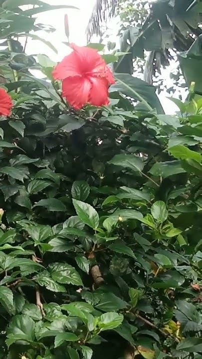 জবা ফুলের তথ্য চিত্র। Youtube