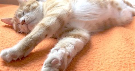 Centos 8 で Nftables を設定してみた Kusonekoの見る世界