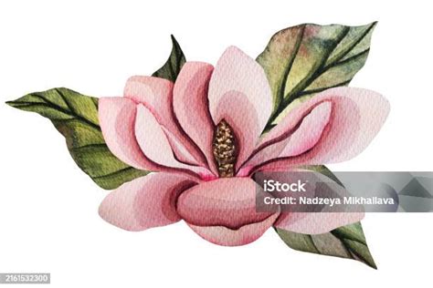 손으로 그린 목련 꽃 수채화 그림의 세트 고립 된 꽃 요소 다양한 모양의 핑크 목련 꽃 봉오리 인쇄물 템플릿 인사말 카드