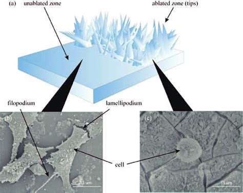 Diagram Of A Nanotip Structures Synthesized On Glass Substrate And Download Scientific