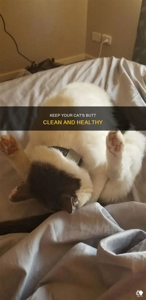 Keep Your Cat S Butt Clean And Healthy PetShun