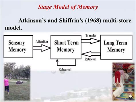 Short Term Memory Stm Ppsx Operating Systems Computer Software And Applications