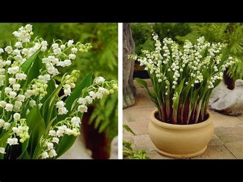 Lily Of The Valley Garden Convallaria Majalis Rosea Seedscape