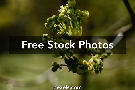 Tree Branching Out Photos Download The Best Free Tree Branching Out