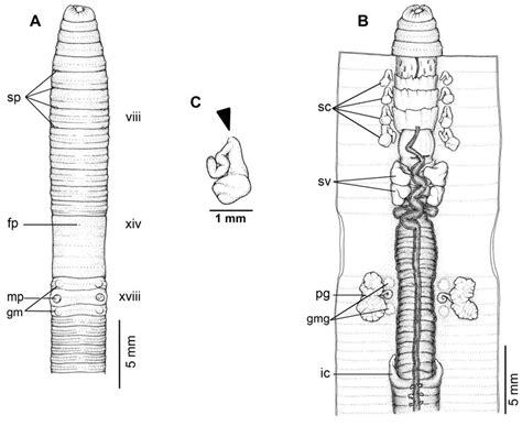 External And Internal Morphology Of Metaphire Posthuma A External