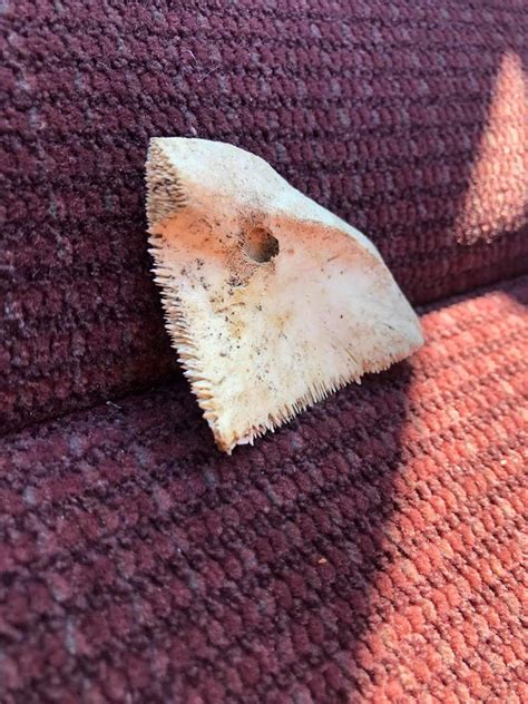 Seems To Be A Bone Fragment Of Some Kind R Whatisthis