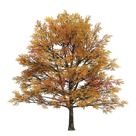Premium Photo Autumn Tree Isolated On White Background 3d Illustration Cg Render