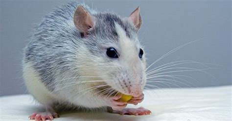 Gene Editing Can Create Single Sex Mice Litters With Percent Efficiency QS Study