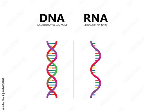 Dna Vs Rna Vector Illustration Educational Genetic Acid Explanation Diagram Nucleobase