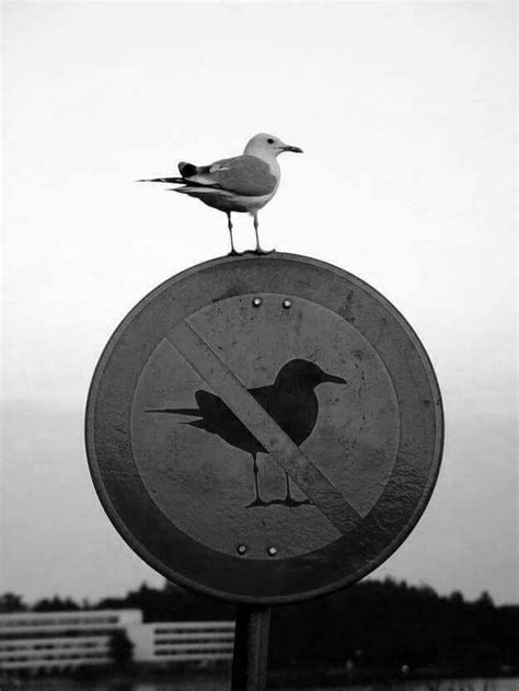 Pin Di Msilvia C Su Strange Findings