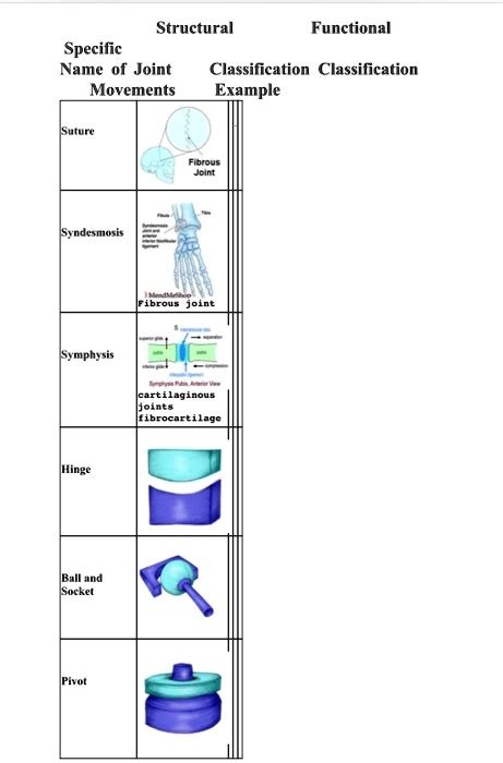 Solved Structural Functional Specific Name Of Joint Movements