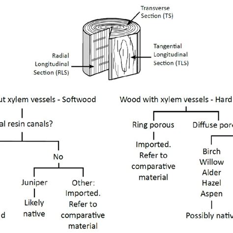 Diagram Showing Simplified Process Of Taxonomic Identification And