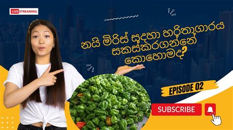 හරිතාගාරය තුල නයි මිරිස් සිටවිමට පෙර සුදානම් කිරිම Green House Agriculture Naimiris Episode