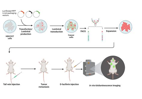 Tumor In Vivo Imaging Mouse Biorender Science Templates