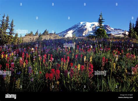 Summer Wildflowers At The Base Of Mount Rainier National Park