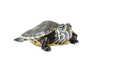 nice turtle isolated on white reptile wildlife running leathery png