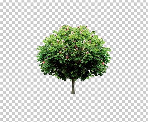 Tree Branch Trunk Icon Png Clipart Autumn Tree Branch Branches Christmas Tree Coconut Free